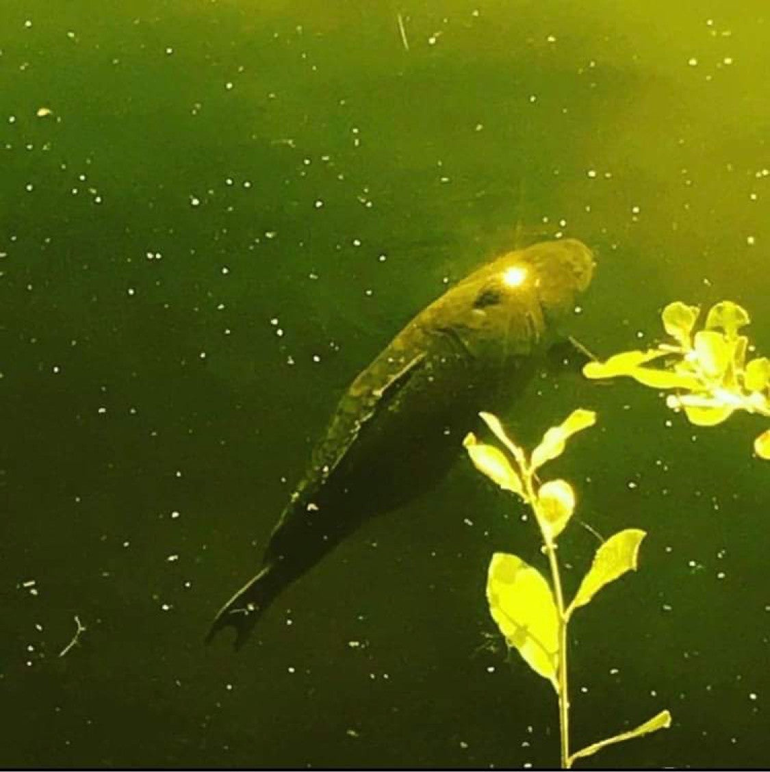 Jurassic Particles - Home